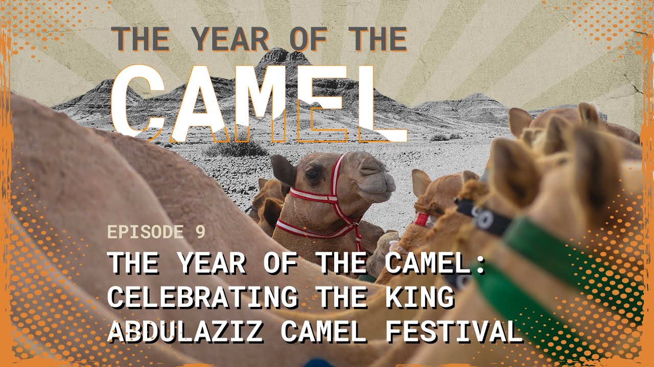 Year of the Camel Episode 9: Celebrating the King Abdulaziz Camel ...