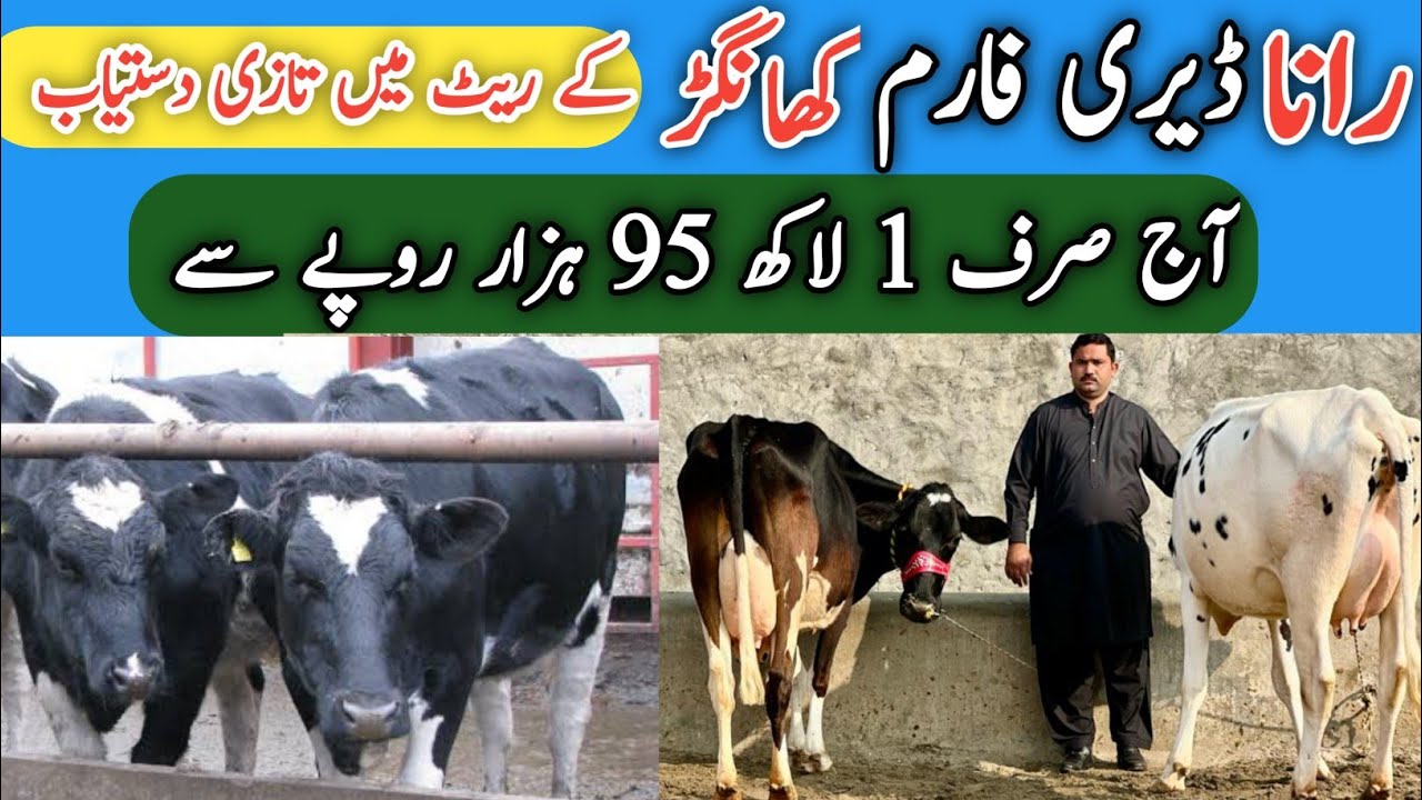 Rana Dairy Farm | Khanger cows And Australian cross cows | Jani best ...