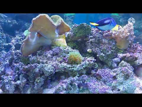 FINDING NEMO AND DORY IN REAL LIFE
