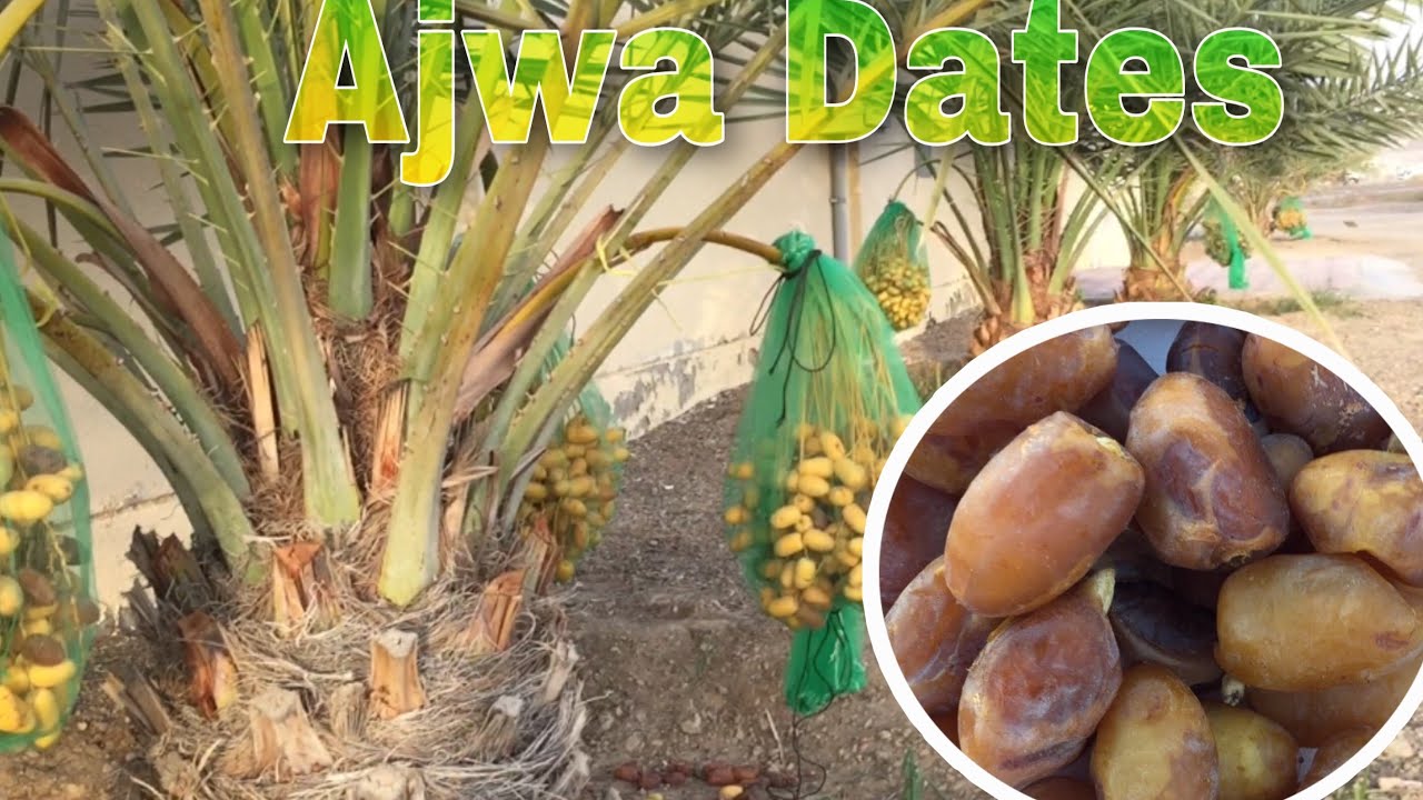ajwa dates || দেখুন ছোট ছোট গাছে খেজুর ধরেছে || - YouTube
