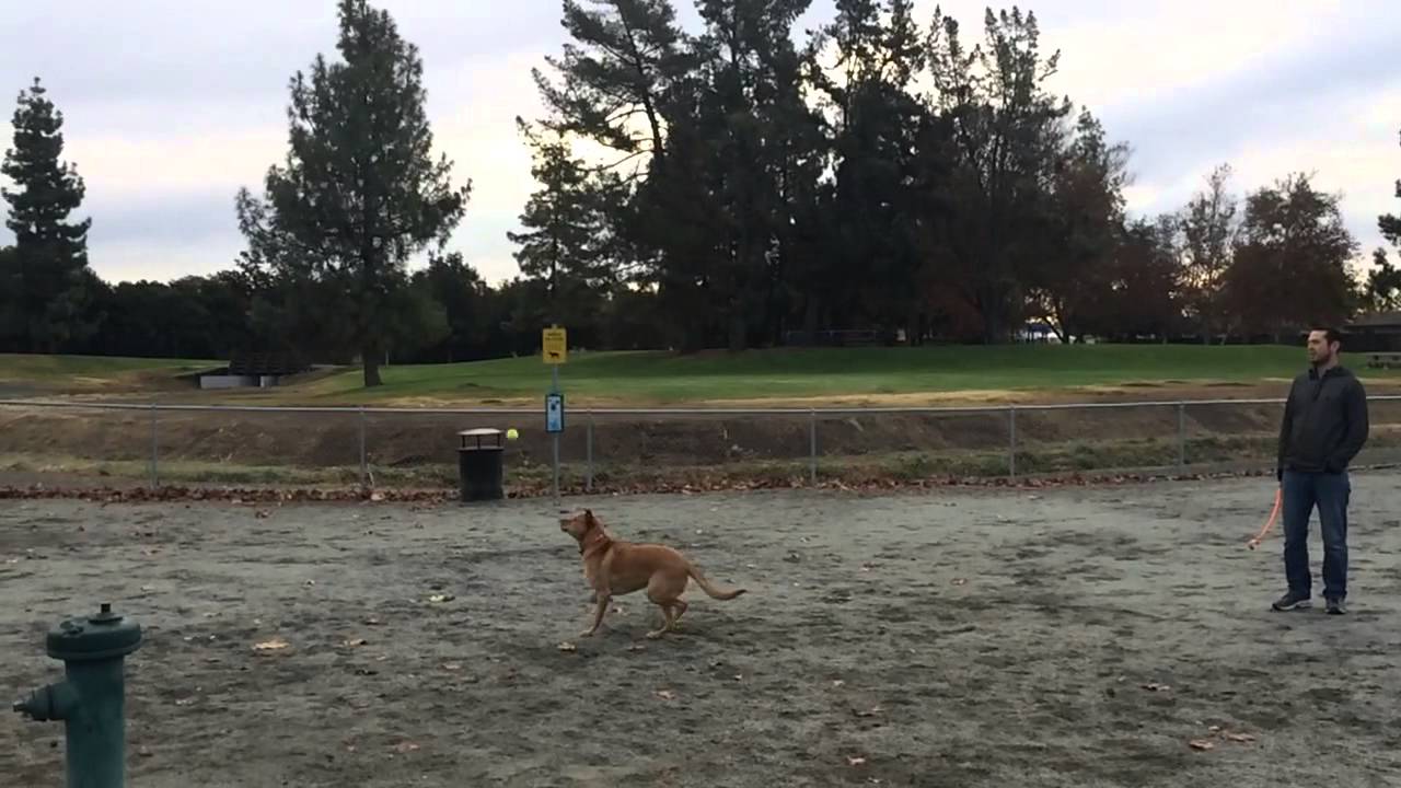 Dog catching ball on iPhone slow motion. - YouTube
