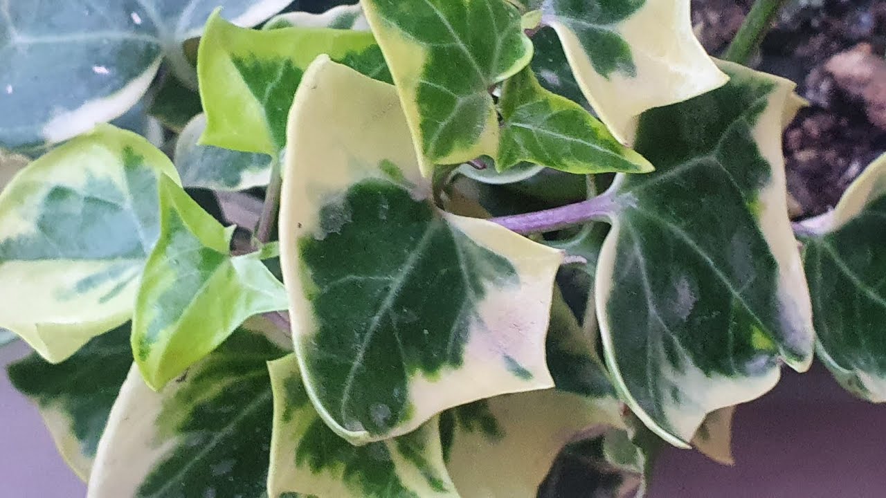 Propagation of English Ivy for free by cutting & make parent plant ...