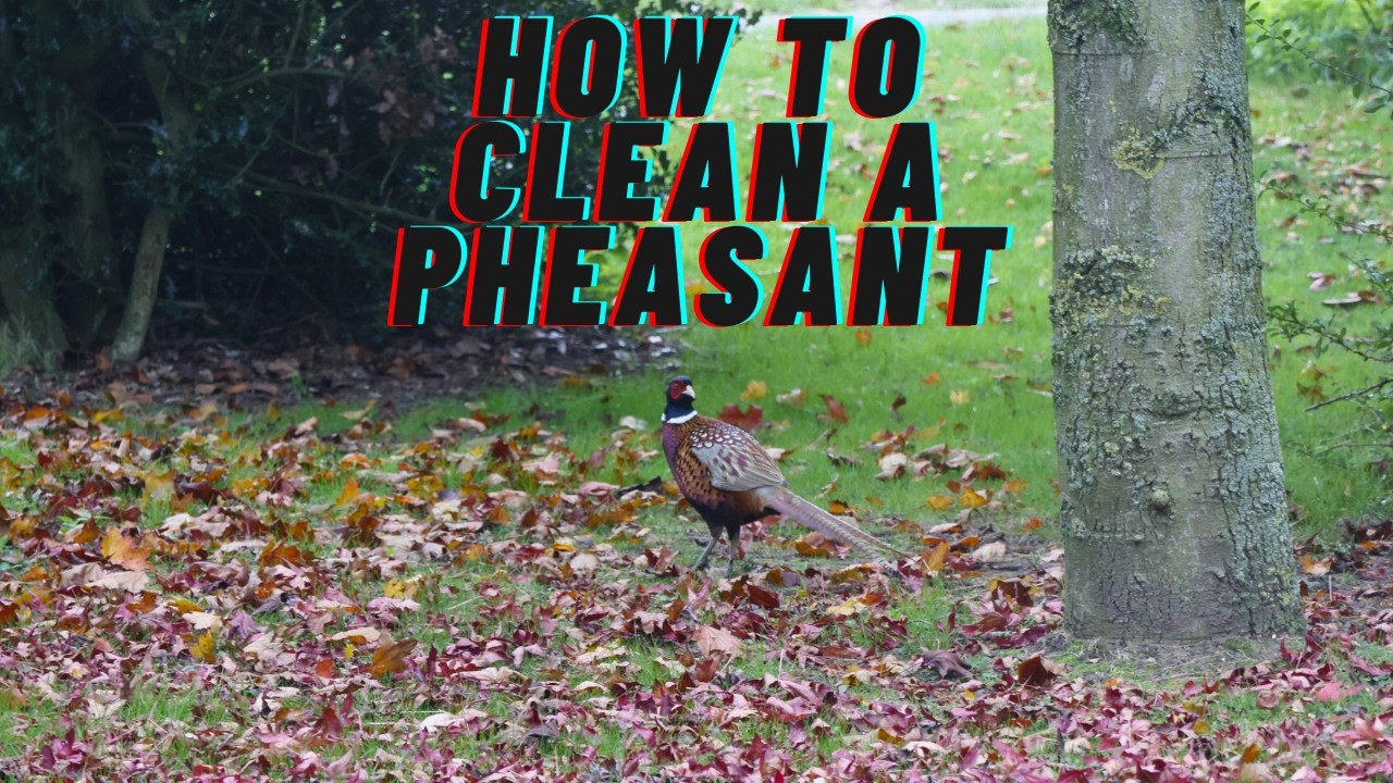 Three different ways to clean a pheasant - YouTube