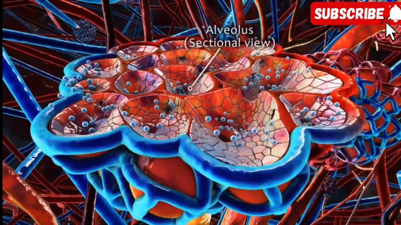 Sickle cell anemia | sickle cell anemia animation - YouTube