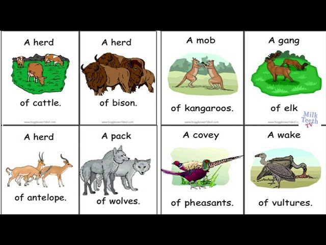 Common Animal Group Names