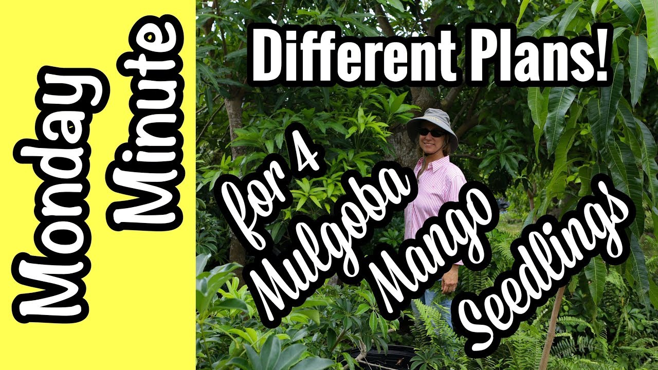 Monday Minute- Different Plans for 4 'Mulgoba' Mango Seedlings - YouTube