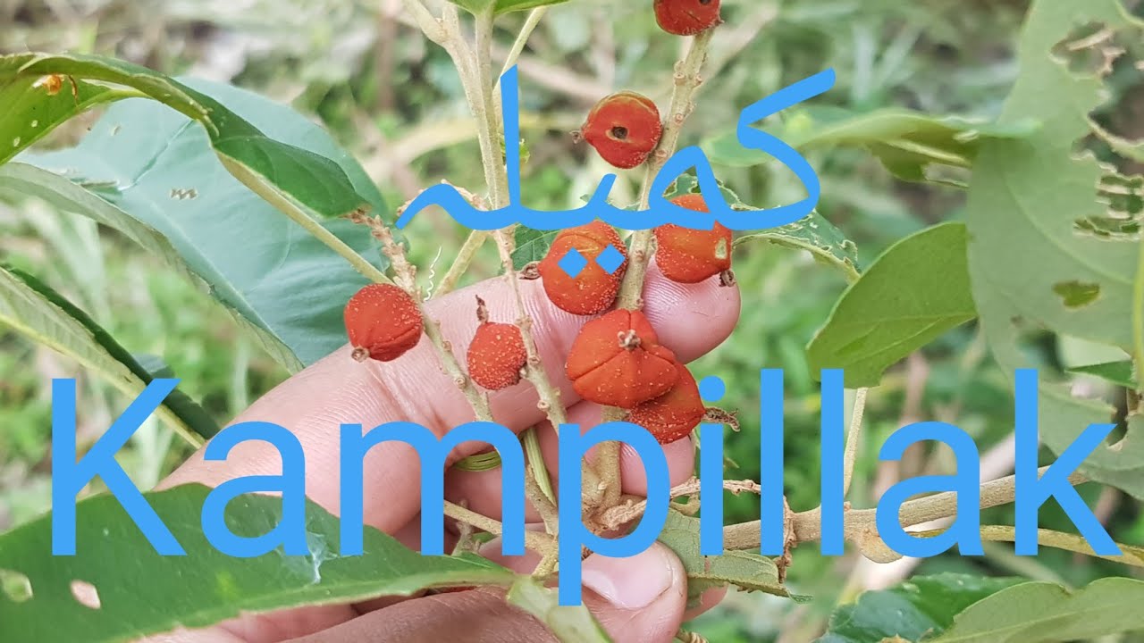 Kamela / kampillak / Mallotus philippensis ke fayde کمیلہ کی معومات ...