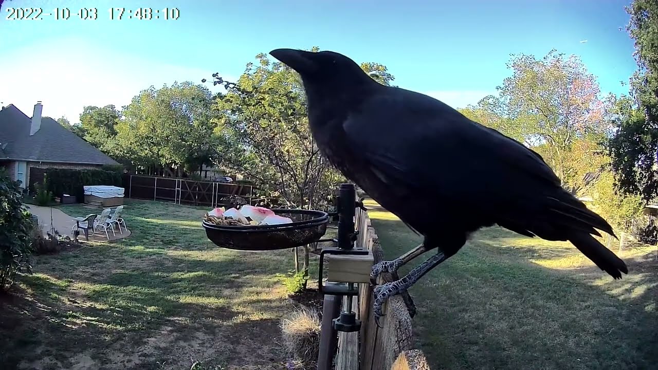 Crows Eating A Mound of Food!!! - YouTube