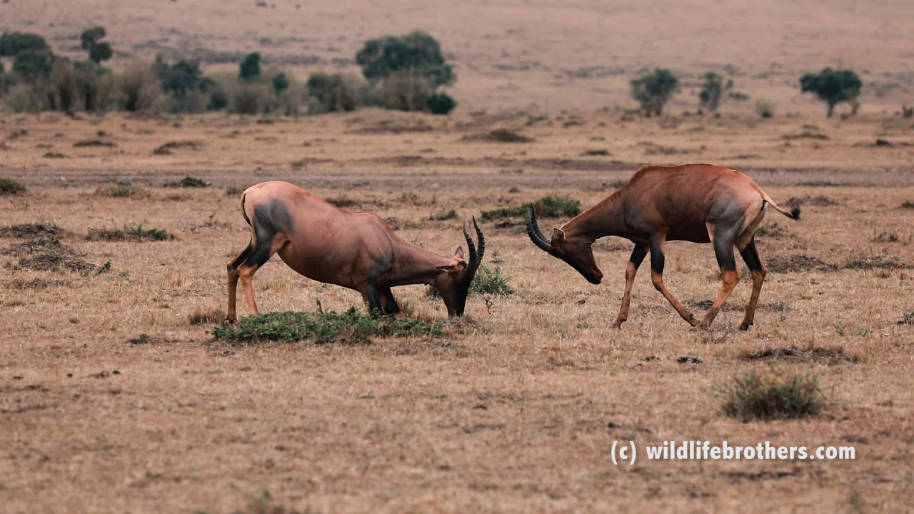 male animals fighting for dominance - YouTube