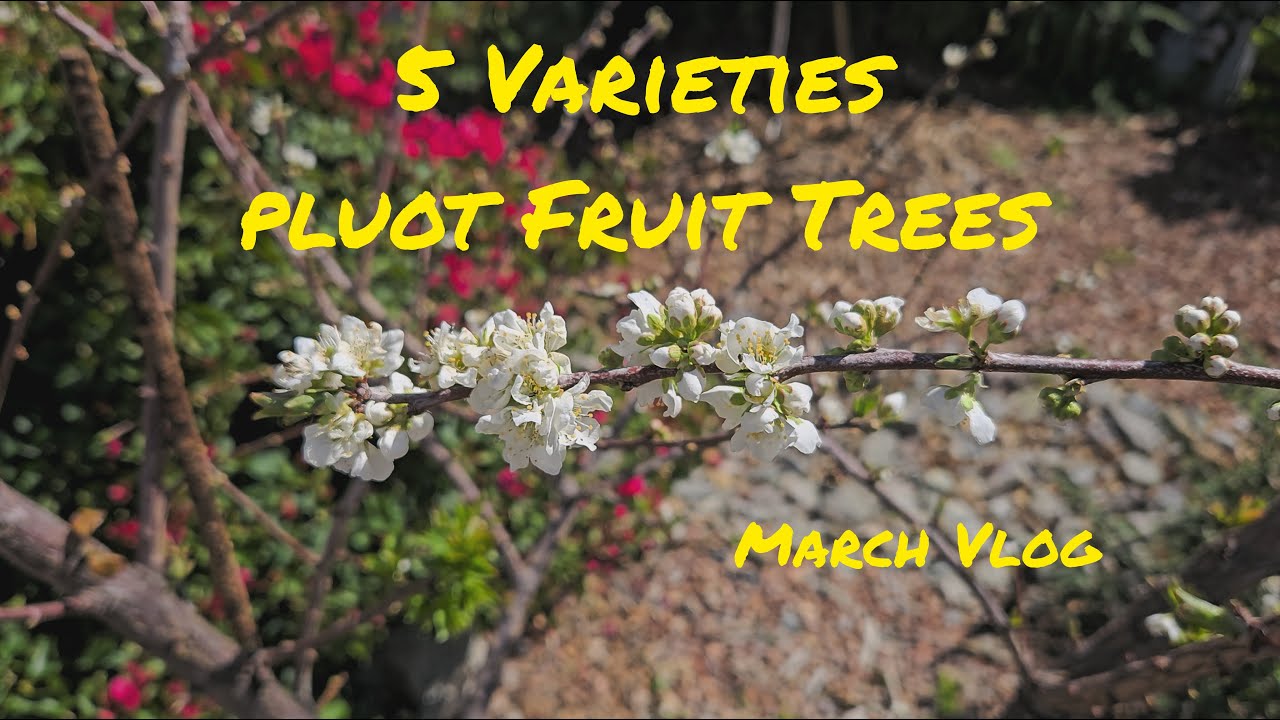 Secrets For Growing 5 Varieties Of Pluot Fruit Trees - March Vlog - YouTube