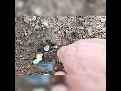 Şifa Kaynağı Kenger Sakızı Böyle Kesilir