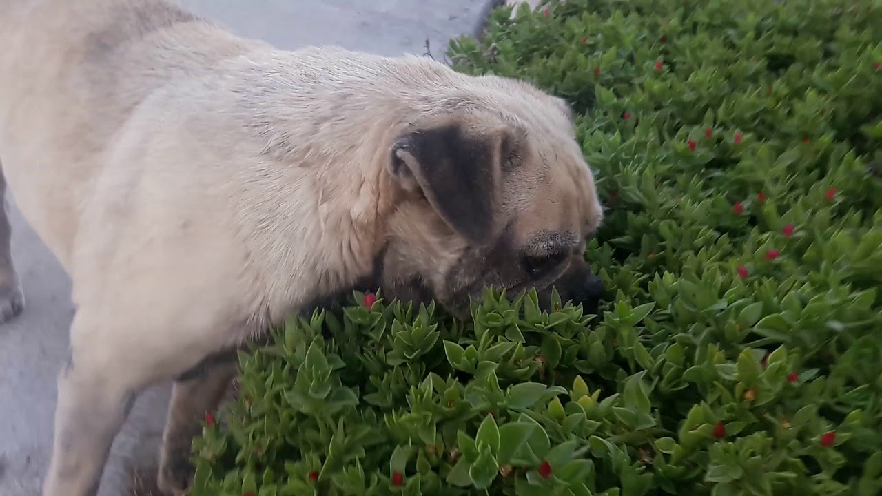 HOMELESS PUG!!! - YouTube