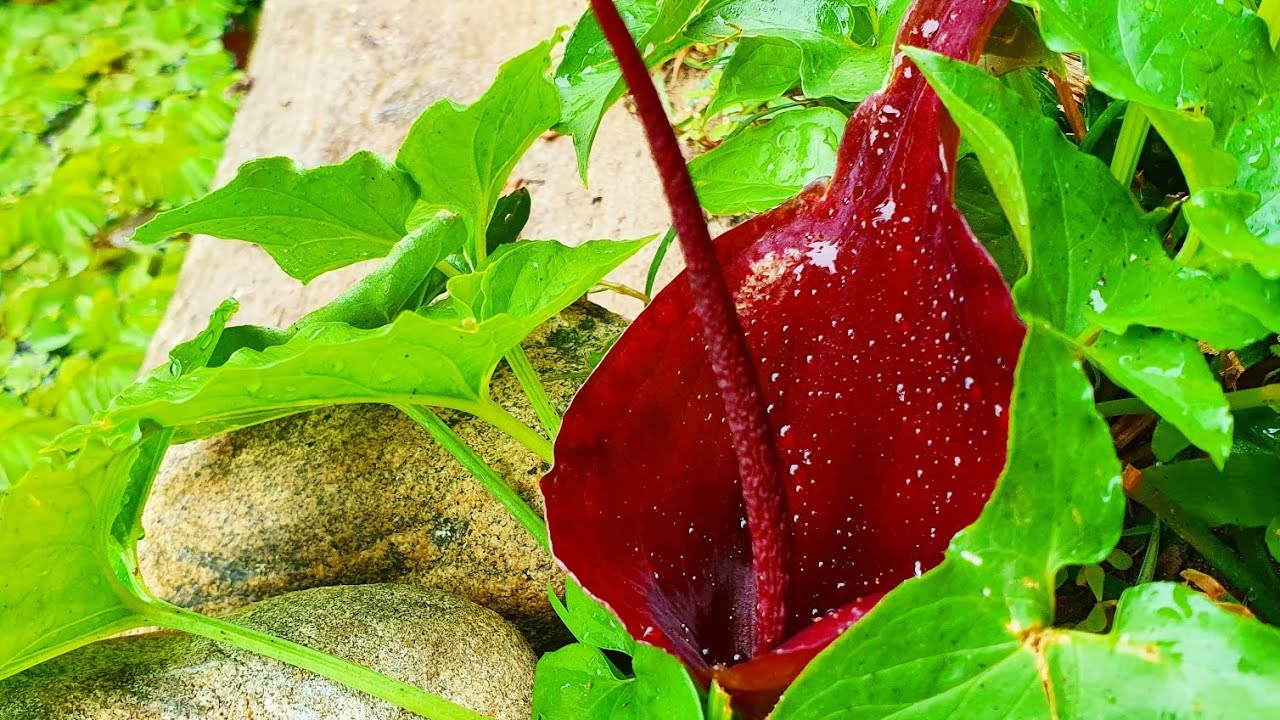 Floração: TYPHONIUM ROXBURGHII SCHOTT (LÍRIO DAS TREVAS) 30/MARÇO/2022 ...