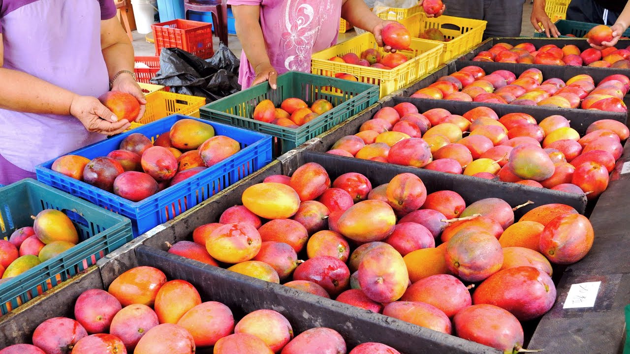 신선합니다 ! 망고농장에서 망고 아이스크림 까지 ! | Whole Process of Mango Farm ! Mango ...