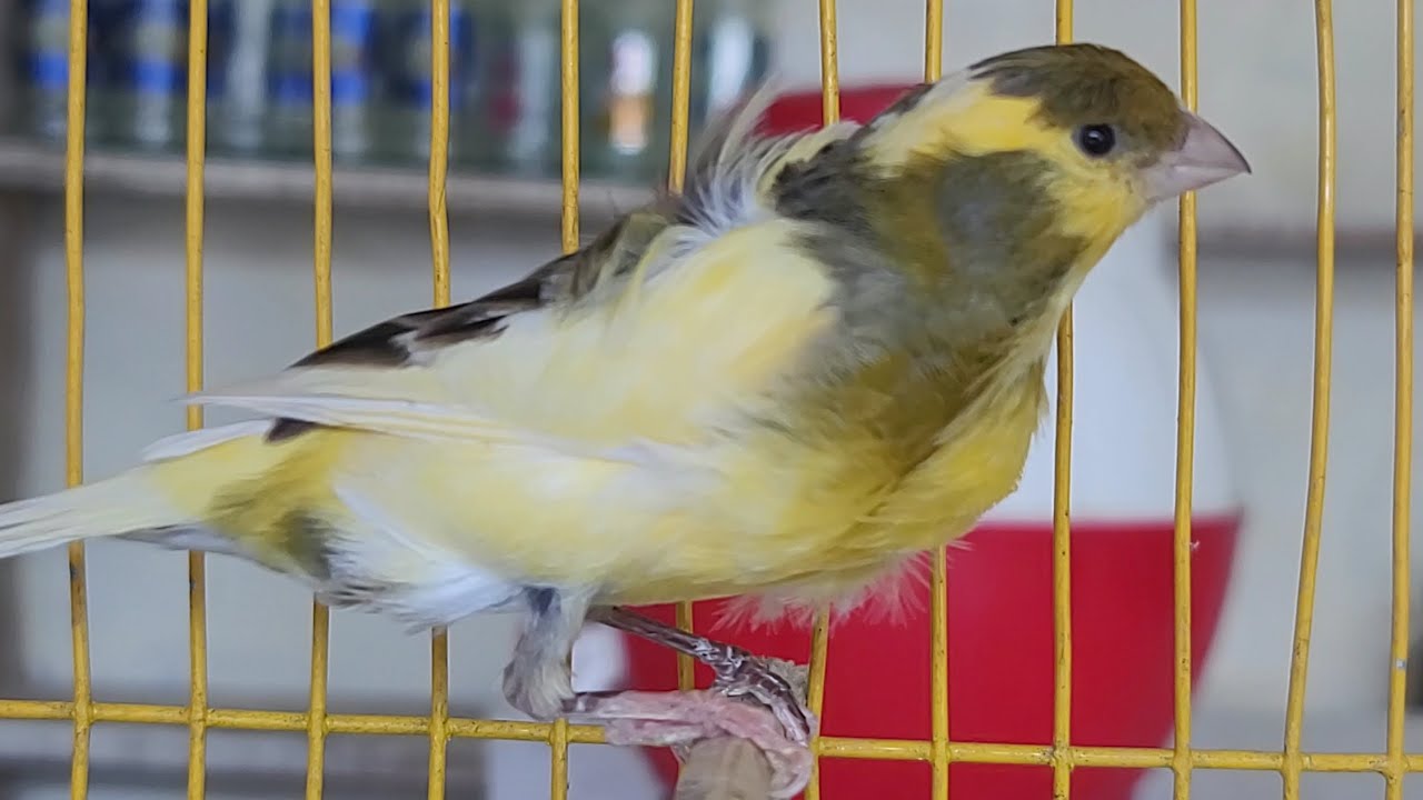 Canari Bird Singing | Yellow Canary Bird Sound | Canary Singing ...