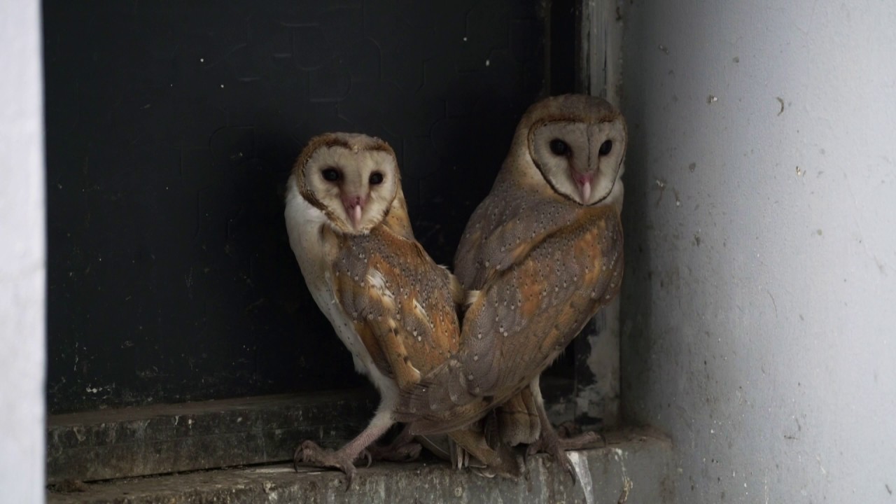 Baby owls by my window - YouTube