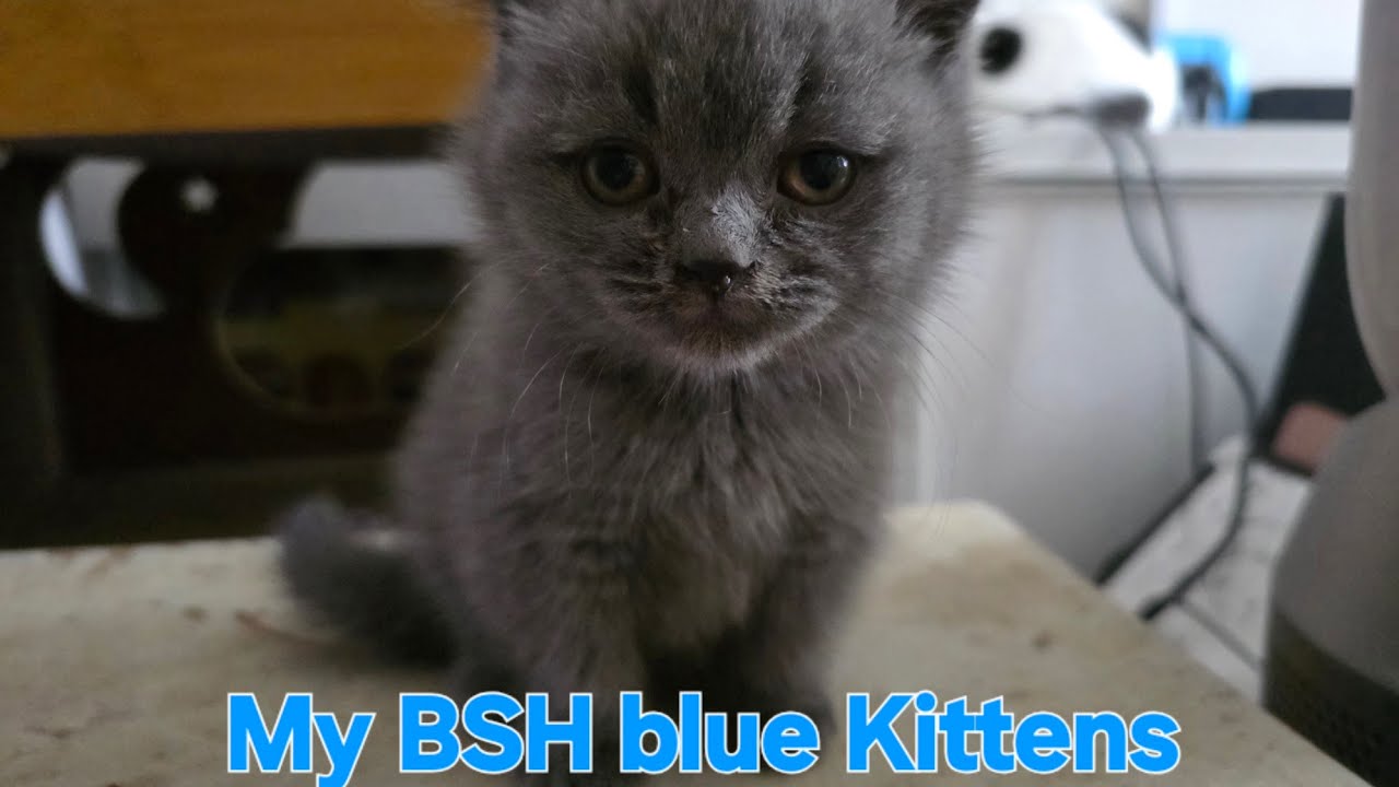 Hi guys, here's my BSH blue kittens. - YouTube