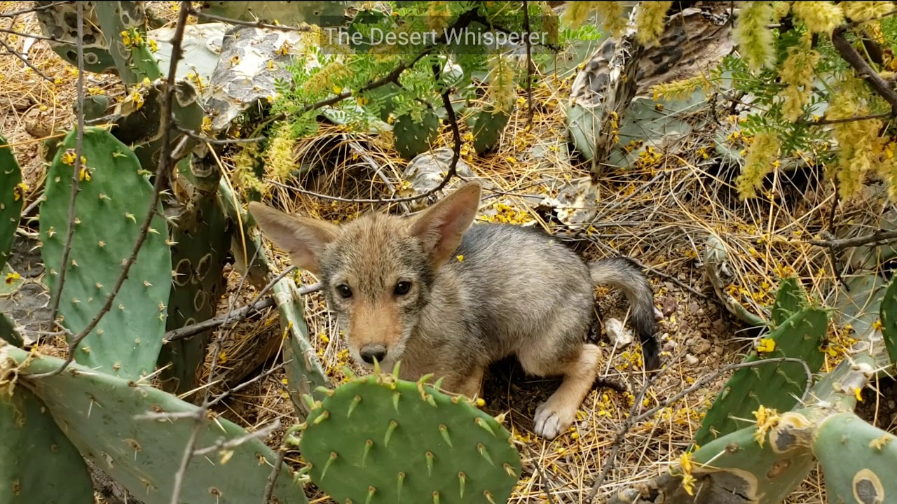 Baby coyote in the wild - YouTube