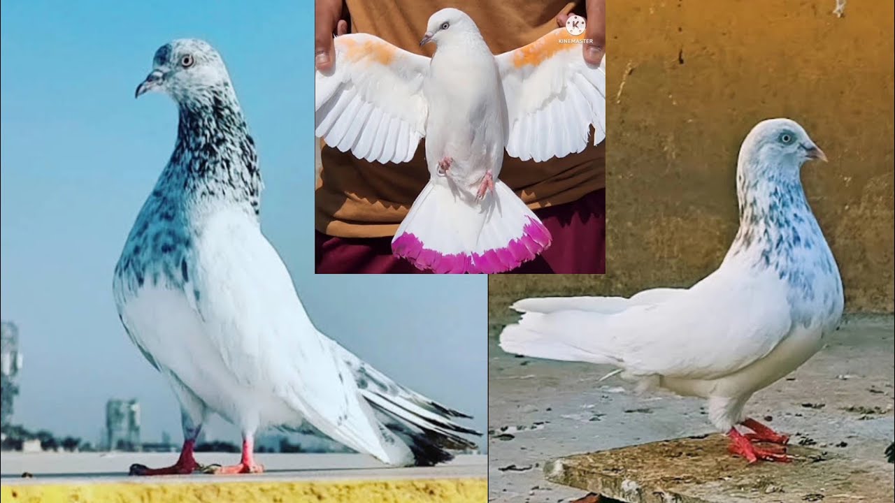 kabooter photo Pakistani kabootar ek baar zaroor dekho - YouTube