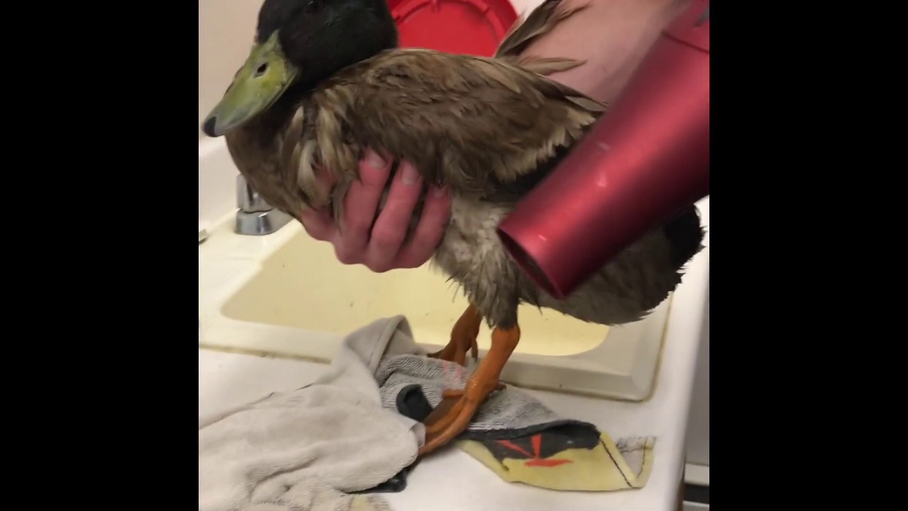 Blow drying a duck after his bath? #pulsenation - YouTube