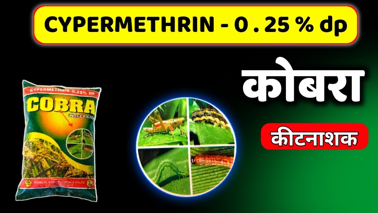 कोबरा कीटनाशक 🐛🐞Cobra insecticide | cypermethrin 0.25% DP ...