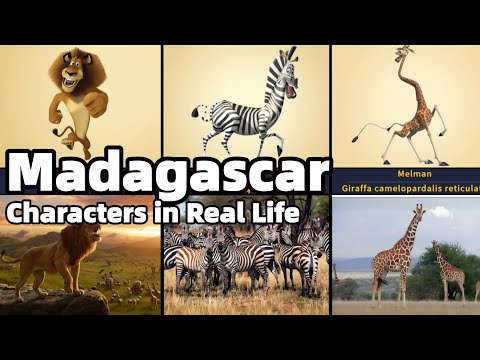 Madagascar Characters in Real Life | Animated Characters vs Real Animals