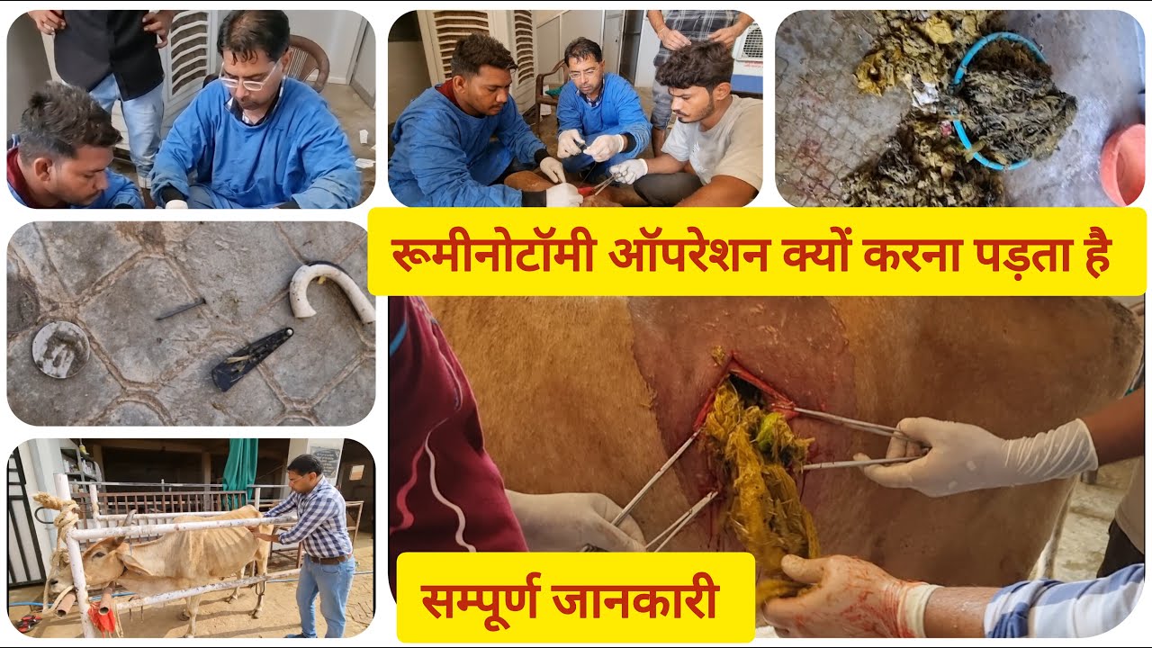 Remove 60 kg of plastic waste from the stomach of the cow #Rumenotomy # ...