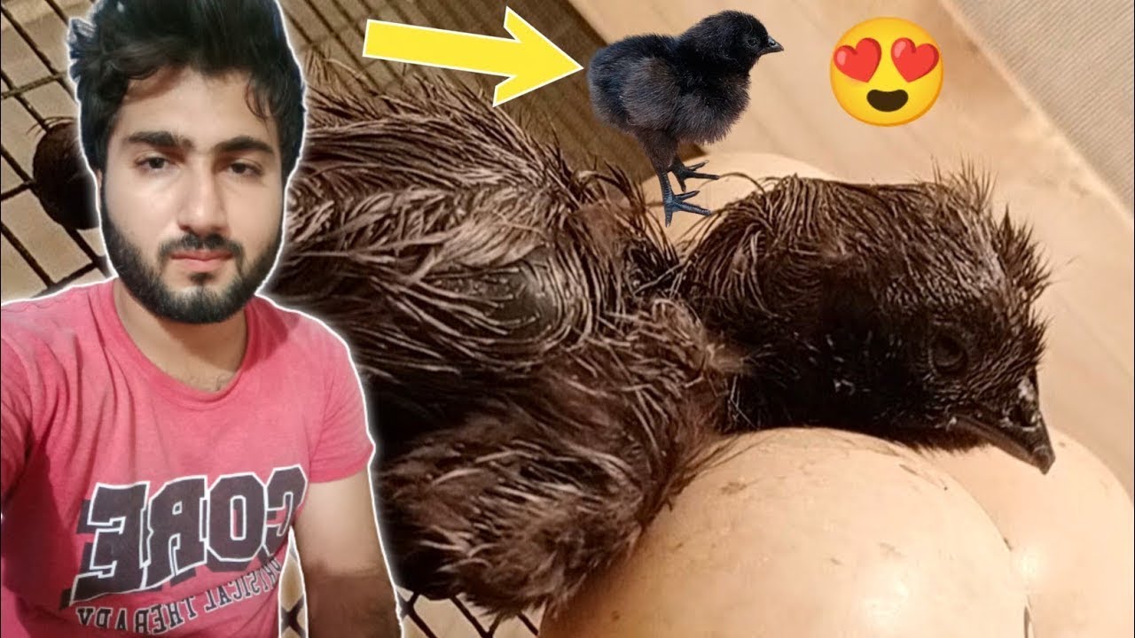 Mery Incubator Sy Bhi Chicks Nikal hi Ayy 😍 || AHMAD CHAUDHARY - YouTube