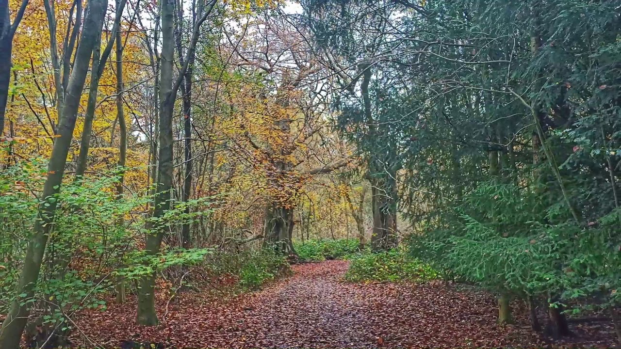 Banstead Woods and Chipstead in Autumn - YouTube