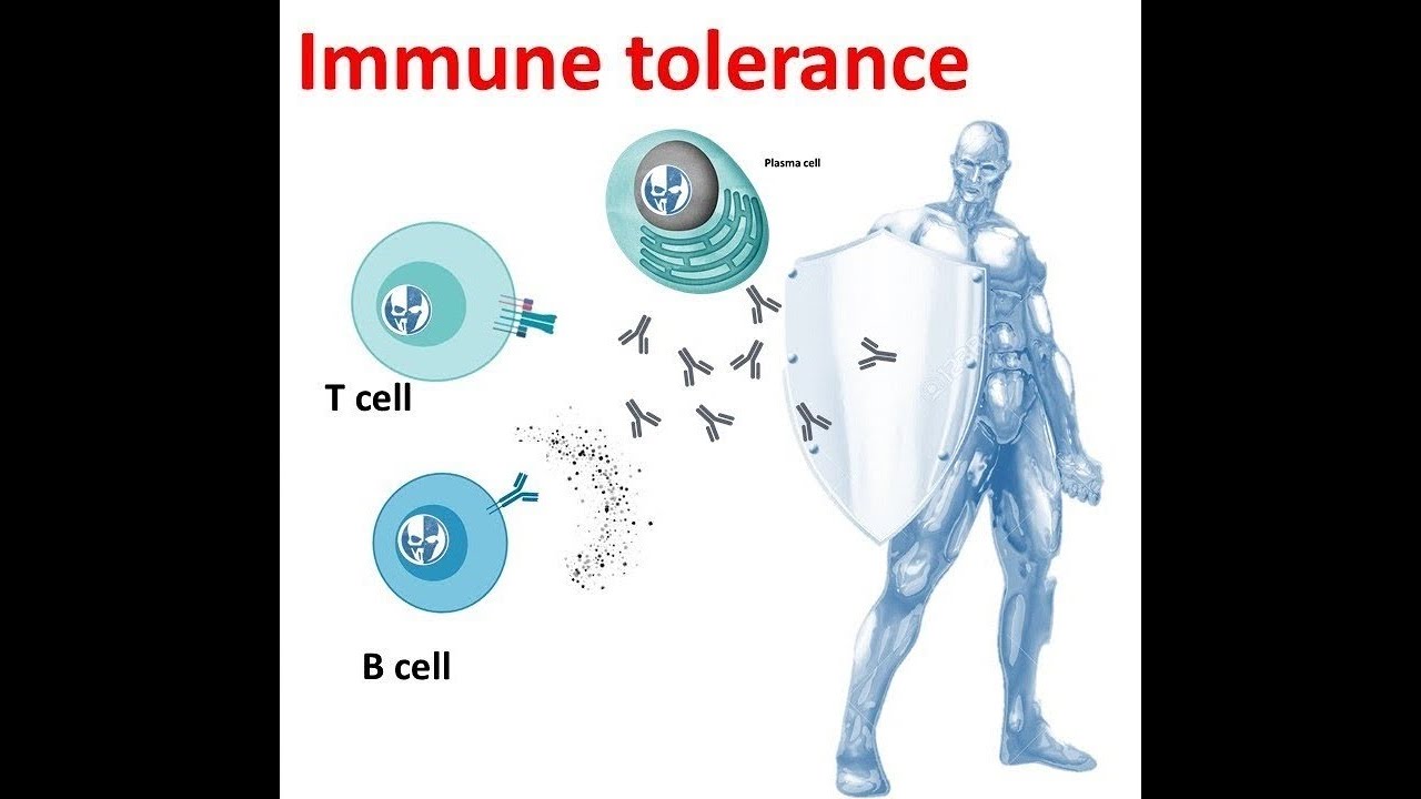 L19: Immunology: immune tolerance (self and non-self discrimination ...