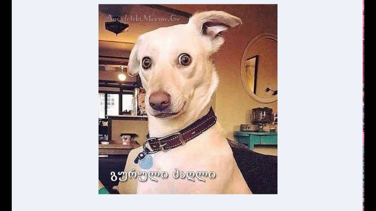 sasacilo videoebi - YouTube