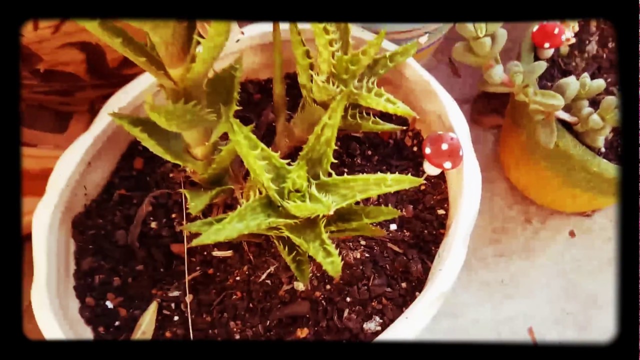 How to plant a catus. - YouTube