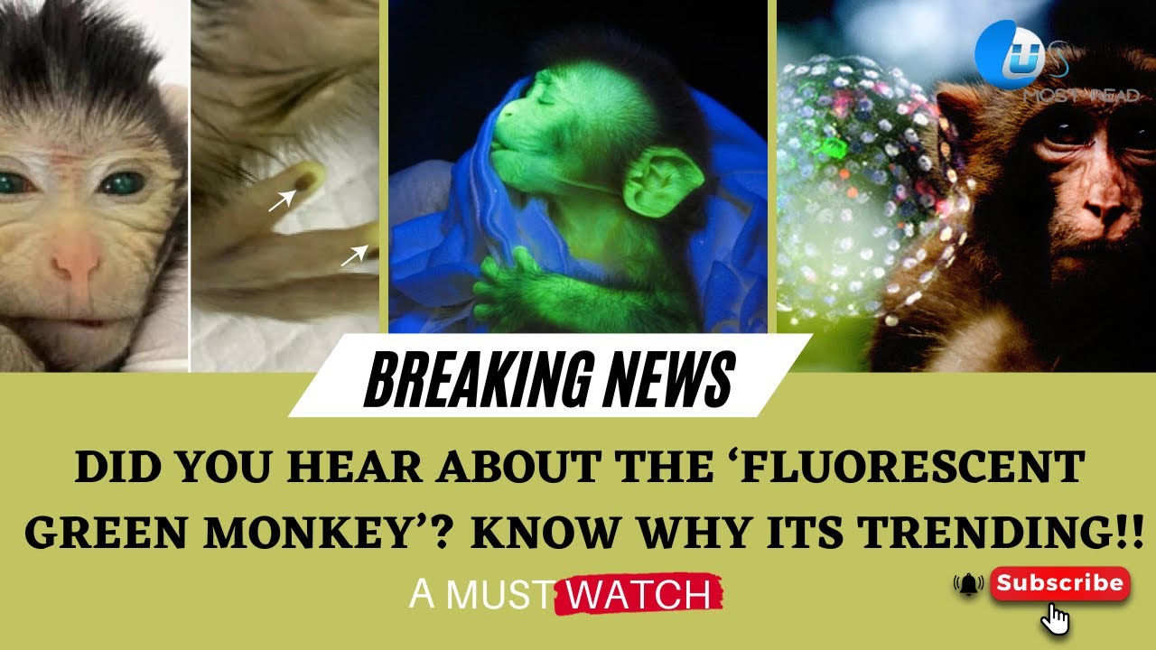 Chinese Scientists Grow Fluorescent Green Monkey Using Stem Cells ...