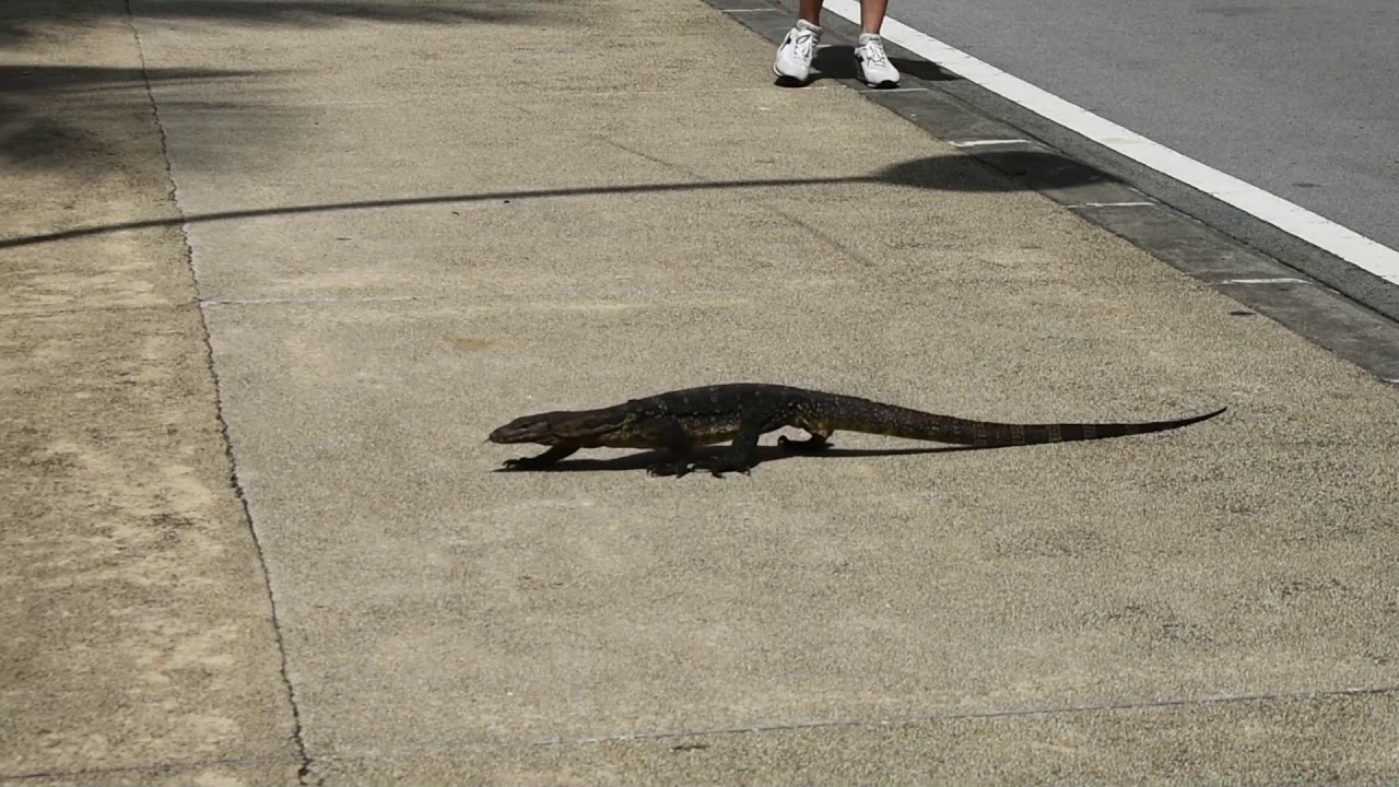Sentosa Island, Singapore - Lizards and Peacocks (2018) - YouTube