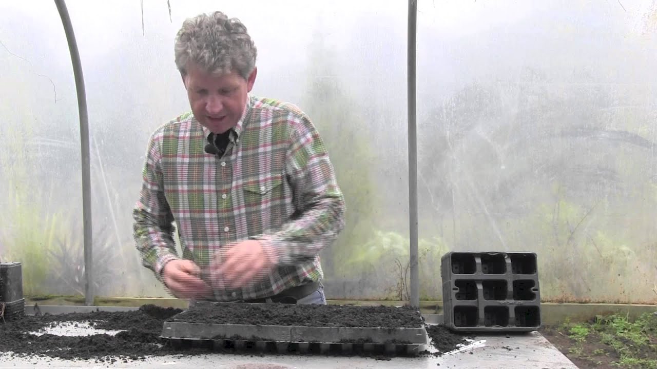 SOWING SEEDS IN MODULES---Brussels sprouts - YouTube