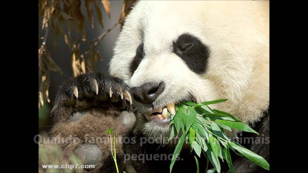Anatomia do PANDA - YouTube