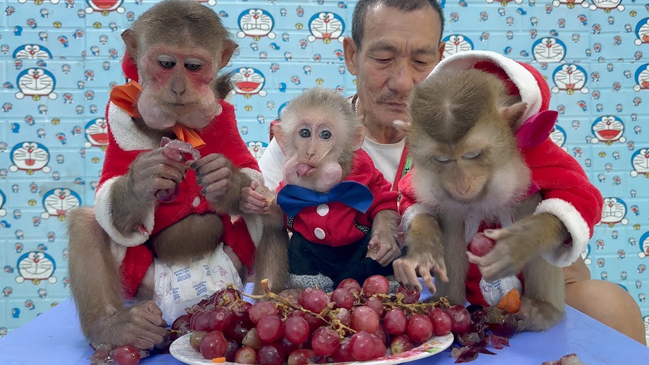 Monkey baby happily eats grapes and carrots in christmas costume - YouTube