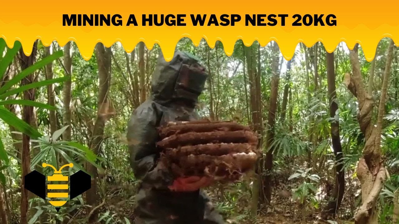 How to collect a Wasp nest | Mining a Huge Wasp Nest 20KG In the ...
