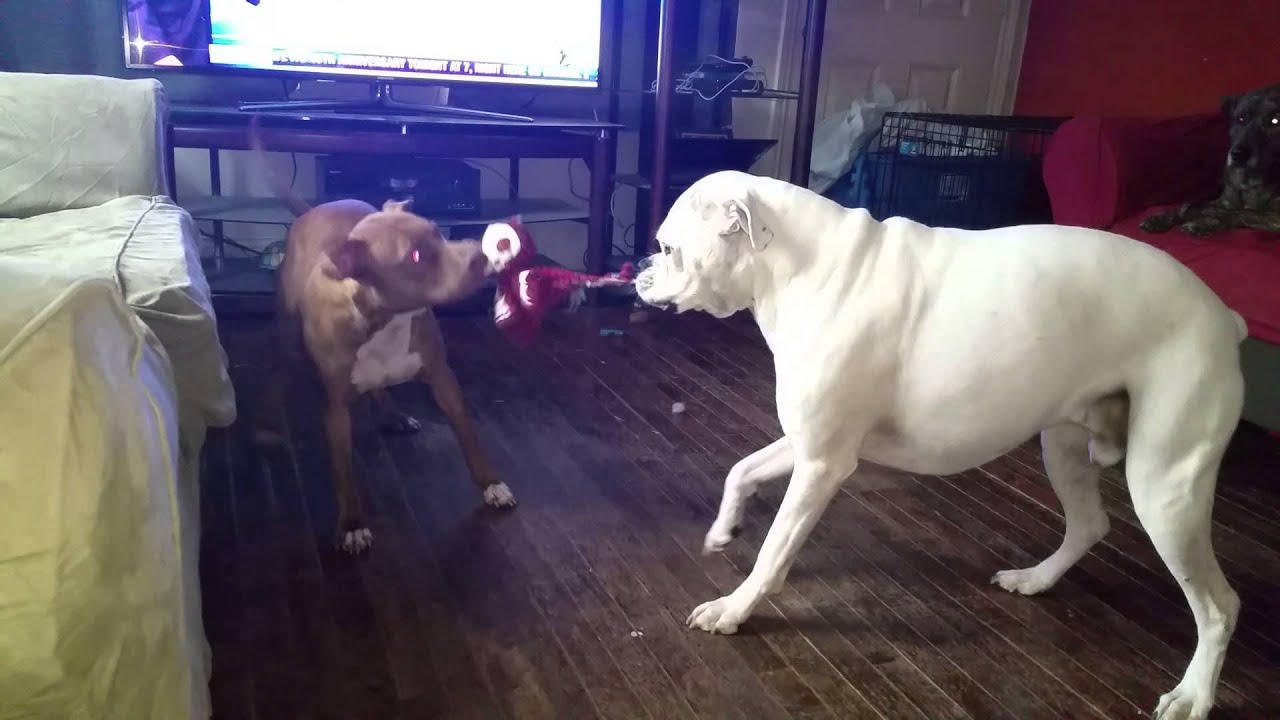 Dogs playing - YouTube