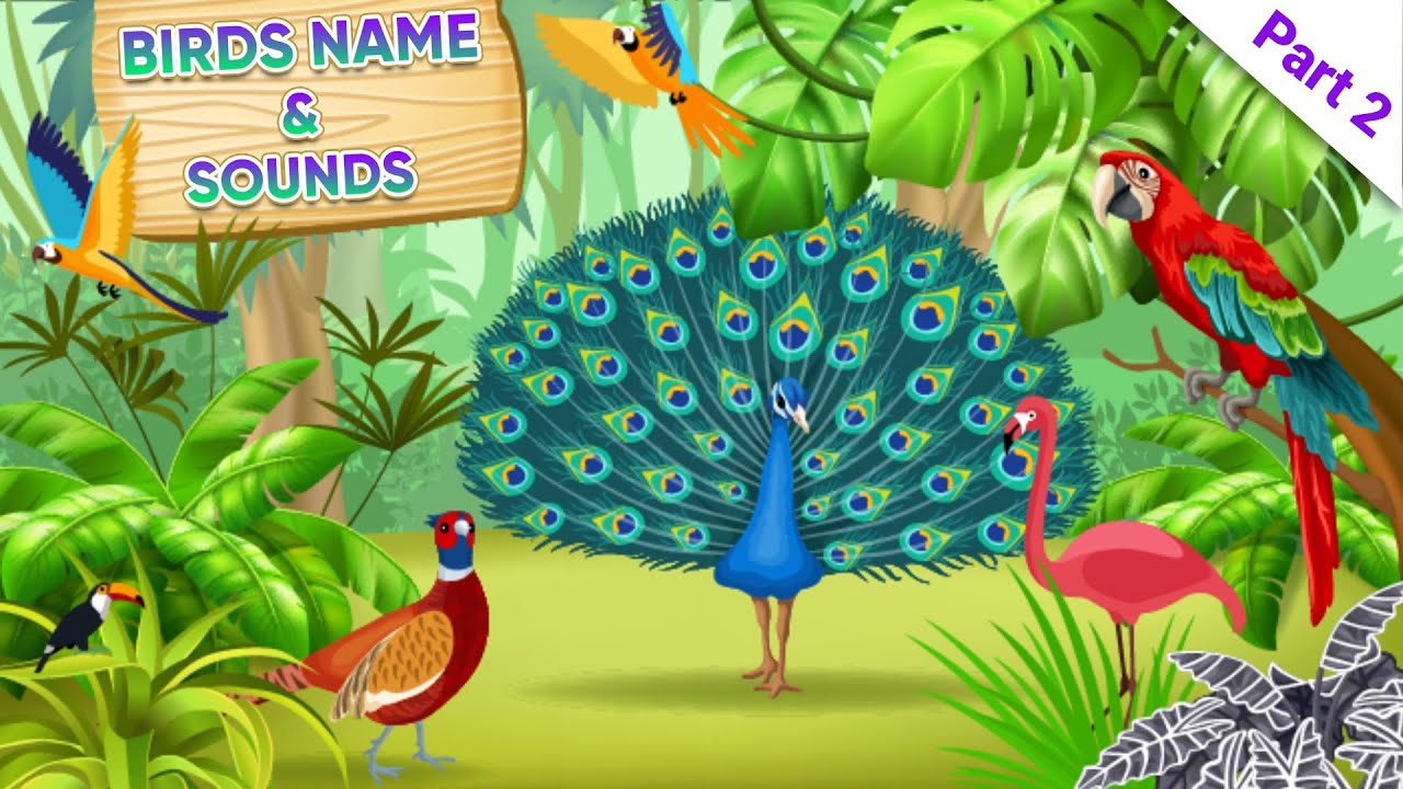 Discovering Birds Name and Sounds Part 2 | Kids Vocabulary - YouTube