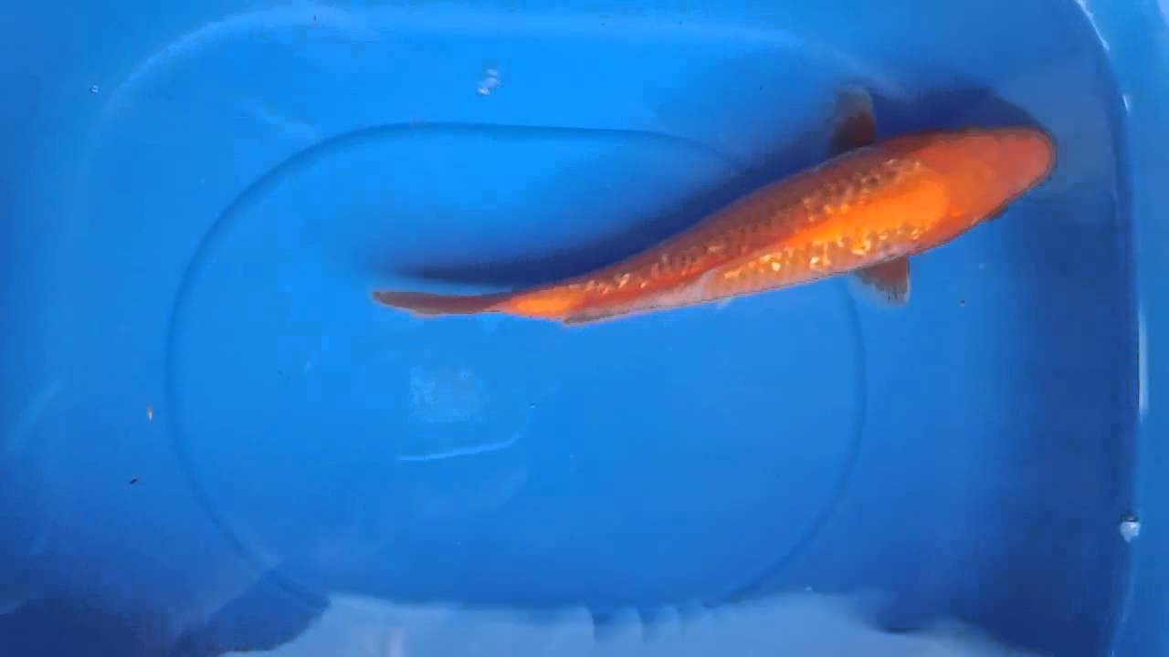 Banikoi Kirin Koi Fish - YouTube