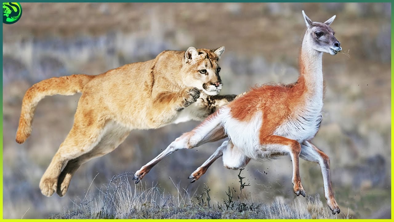 18 Ocasiones en las que el Lince, el Ocelote y el Puma Demostraron su ...