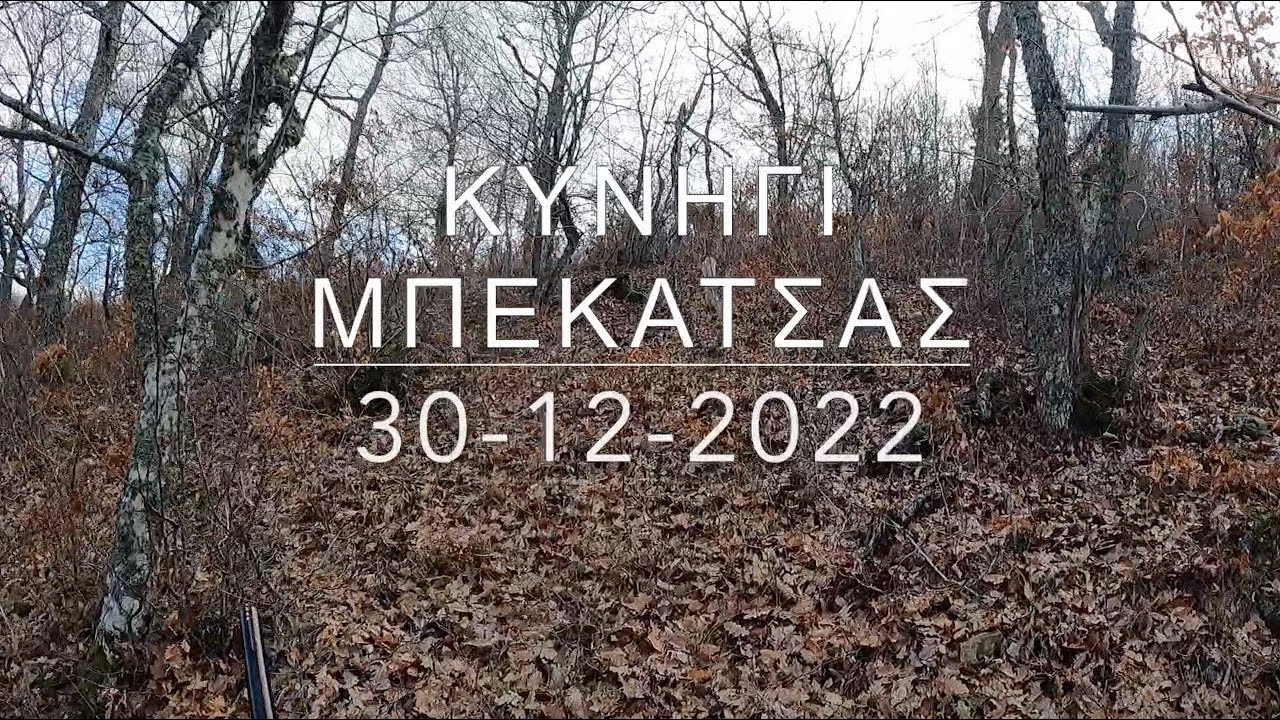 ΚΥΝΗΓΙ ΜΠΕΚΑΤΣΑΣ 30/12/2022 / Woodcock Hunting / Caccia alla Beccaccia ...