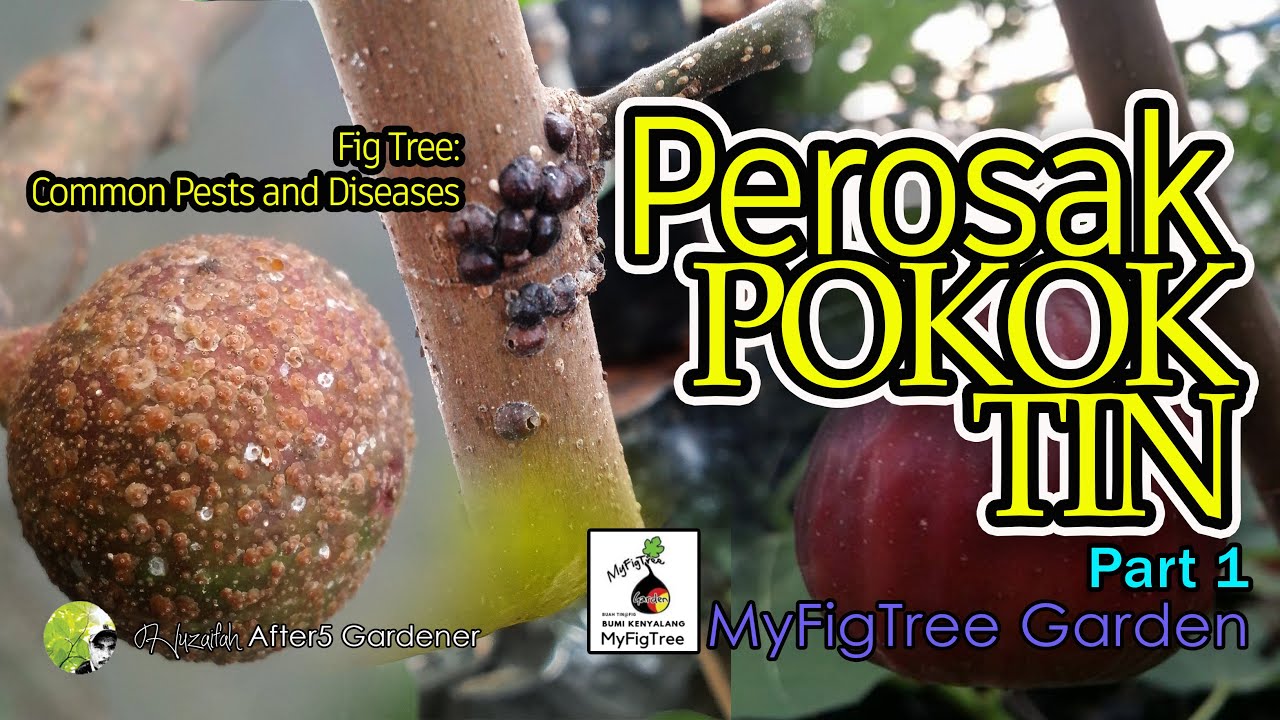 Perosak Pokok Tin / Fig Pests and Diseases (Part 1) - YouTube