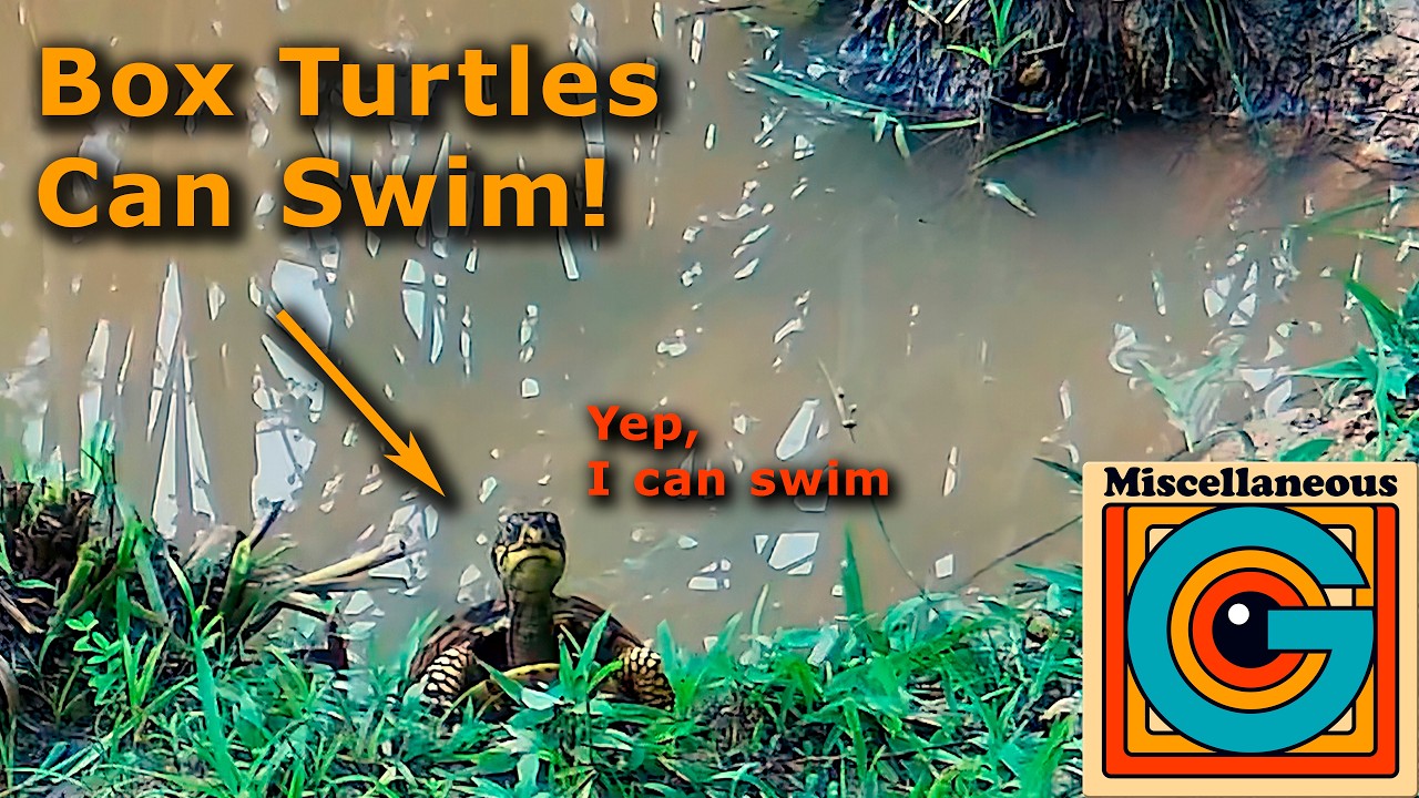 I Didn't Know Box Turtles Can Swim! - YouTube