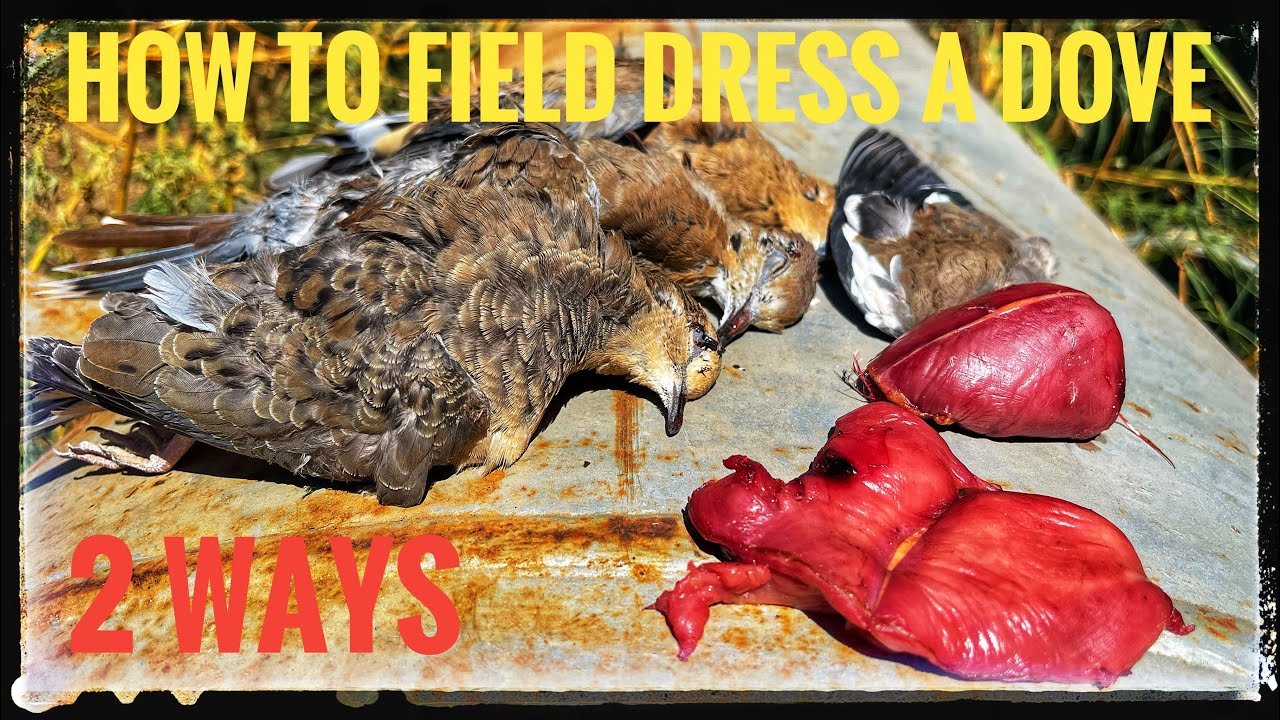 HOW TO CLEAN DOVES ( QUICK EASY TUTORIAL) 2 DIFFERENT WAYS - YouTube