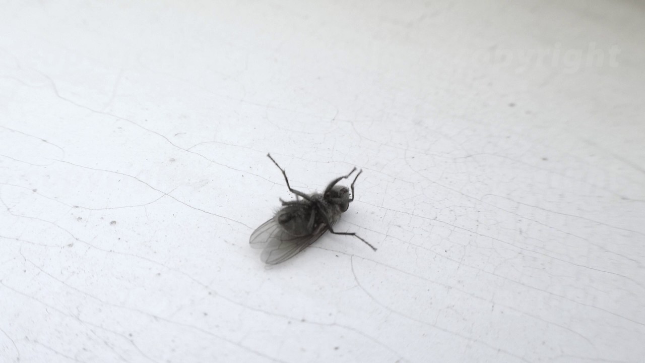 Inverted fly jerks legs - YouTube