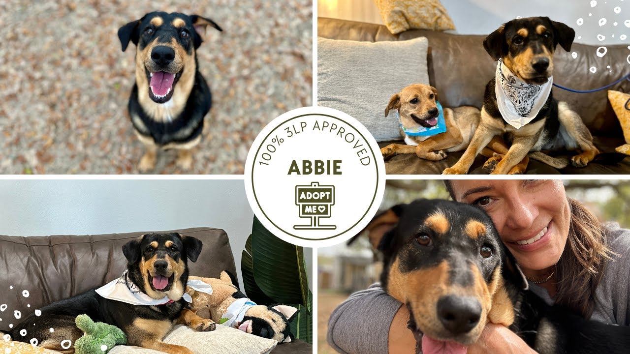 Abbie is a gentle, stuffie loving, peoples girl - YouTube