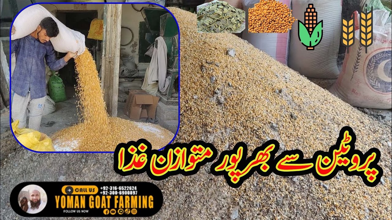 A Balanced Diet Rich In Protein/Yoman Goat Farming - YouTube