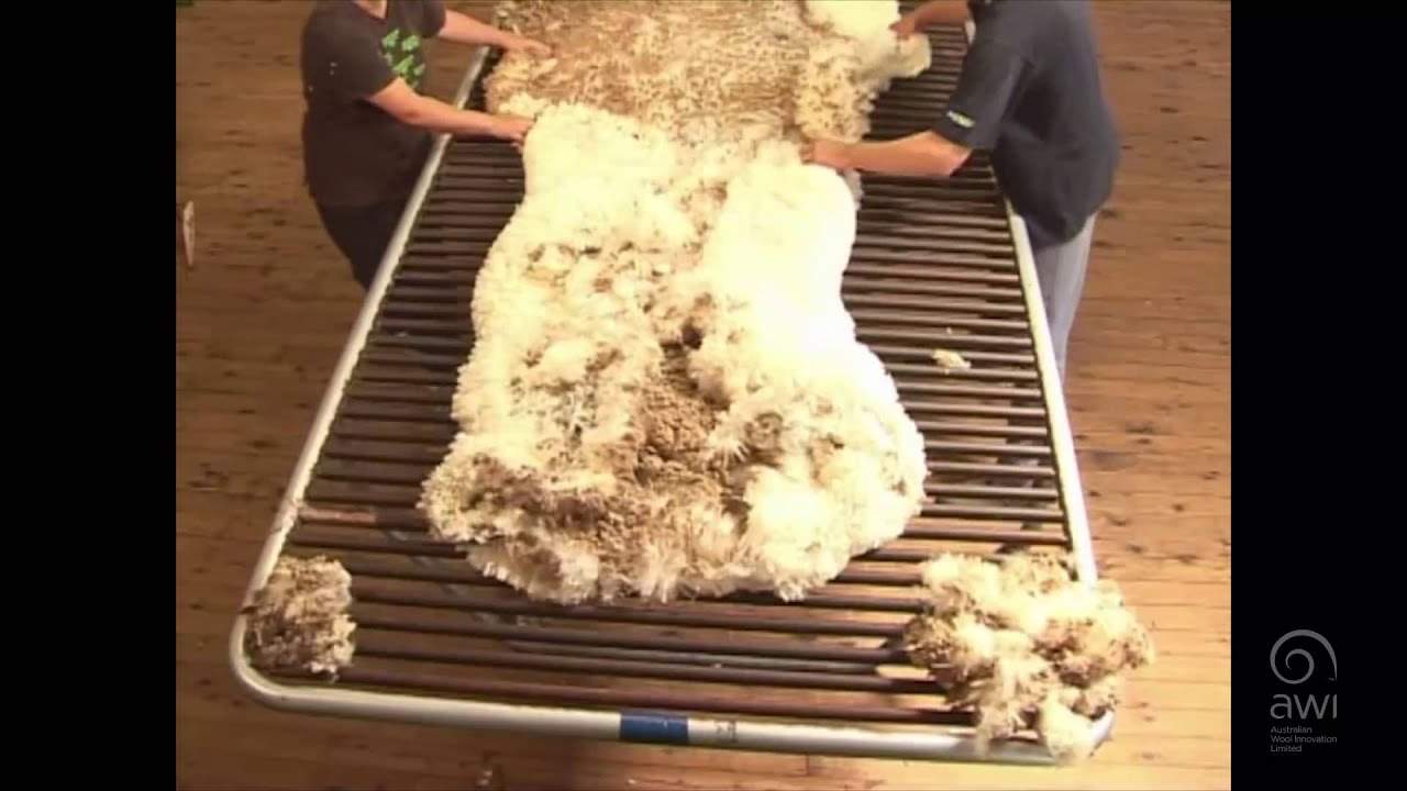 AWI Wool Handling - Wool Preparation - Efficient Skirting - YouTube